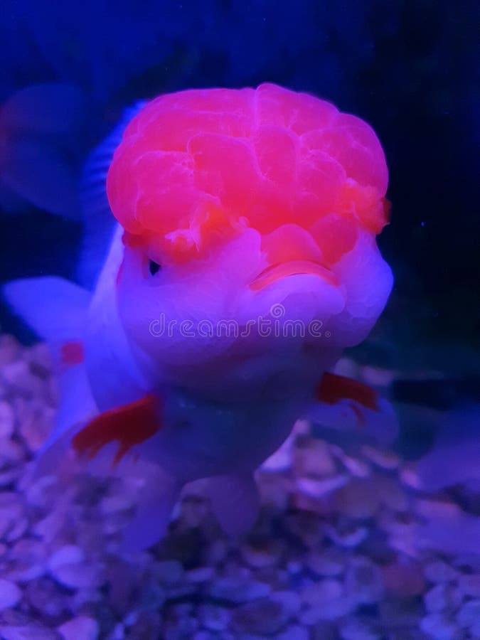 Ornamental Oranda Jumbo Gold Fish Stock Image - Image of ornamental ...