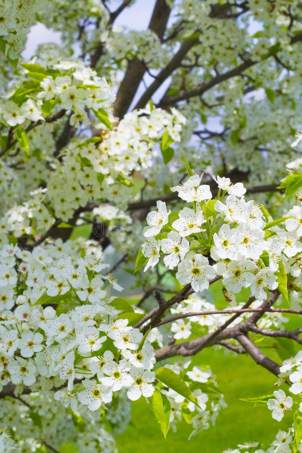 Ornamental Pear Tree Blooming Stock Photo - Image of tree, flower: 53357522