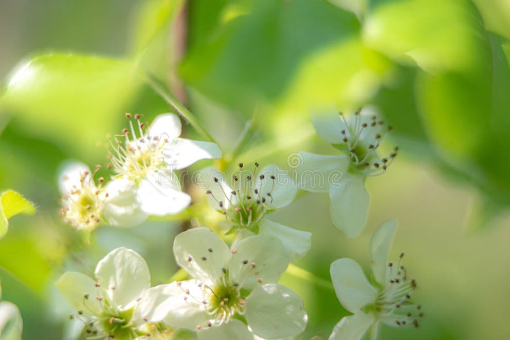 Ornamental Pear Tree Blossoms Early Spring in March Stock Image - Image ...