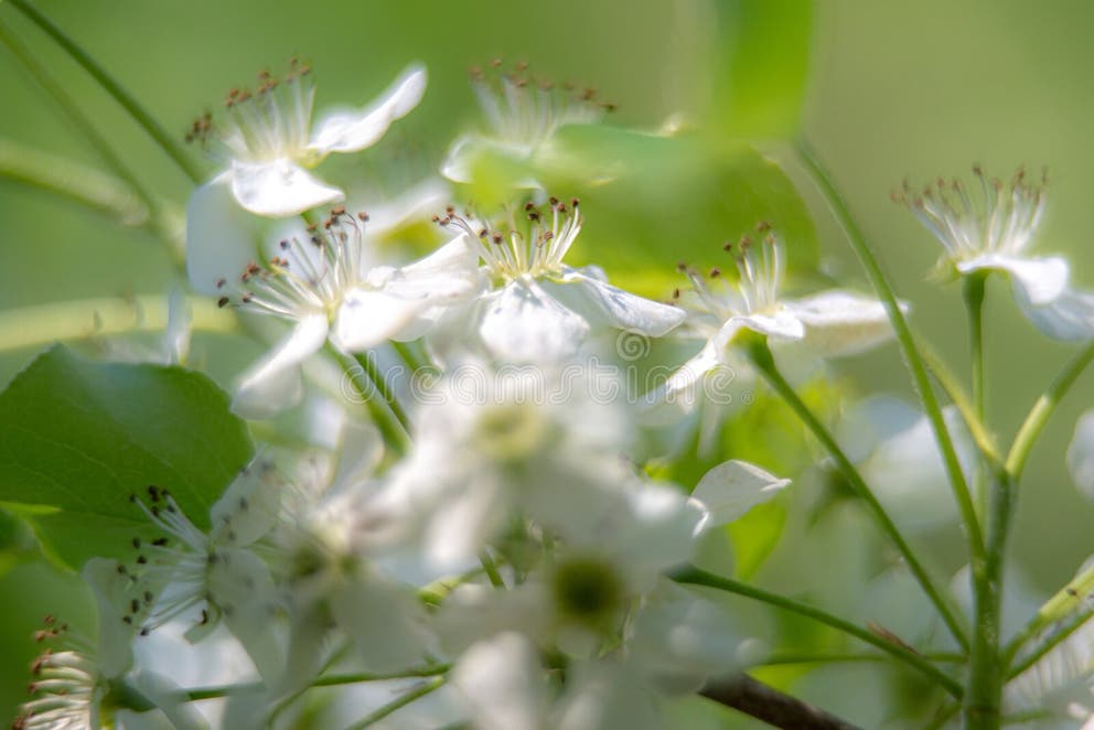 Ornamental Pear Tree Blossoms Early Spring in March Stock Image - Image ...