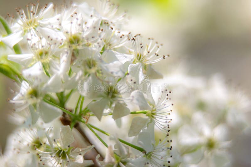 Ornamental Pear Tree Blossoms Early Spring in March Stock Photo - Image ...