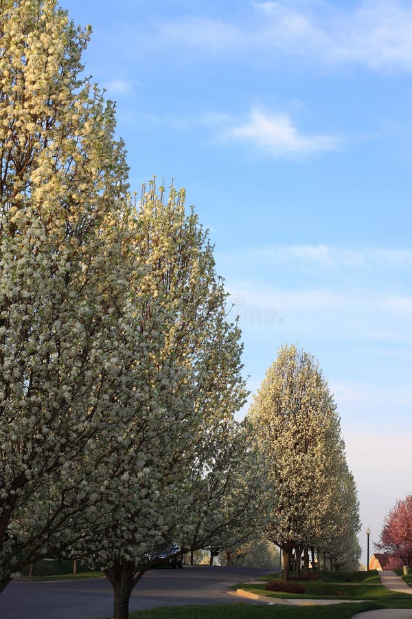 Ornamental Pear Trees stock photo. Image of spring, flower - 39908246