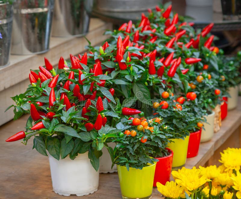 Ornamental Pepper, Capsicum Annuum. House Plant, a Pot Culture with ...