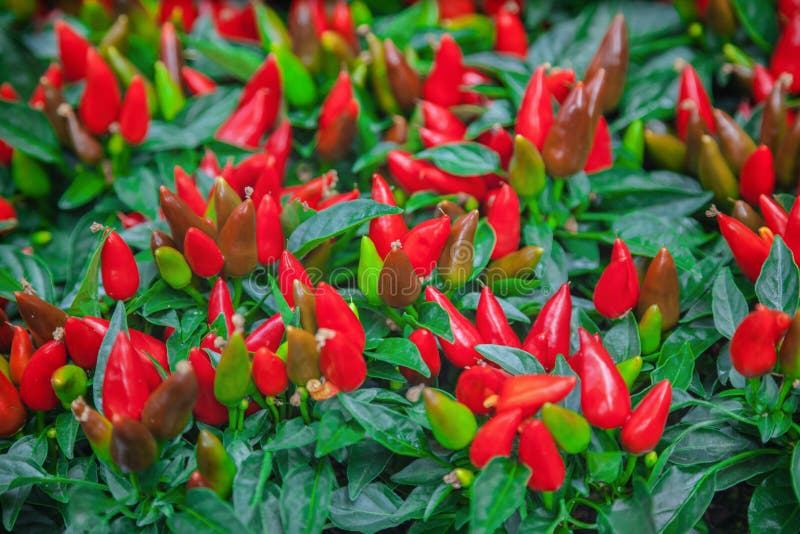 Ornamental Pepper, Capsicum Annuum. Decorative House Plant, a Pot ...