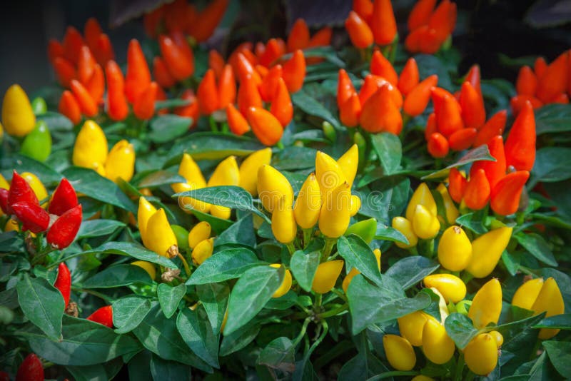 Ornamental Pepper, Capsicum Annuum. Decorative House Plant, a Pot ...