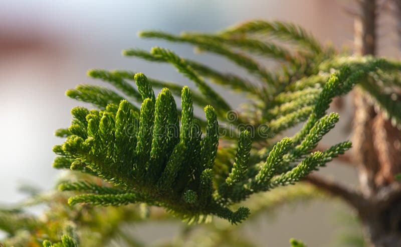 daun pokok pain - Karen Lee