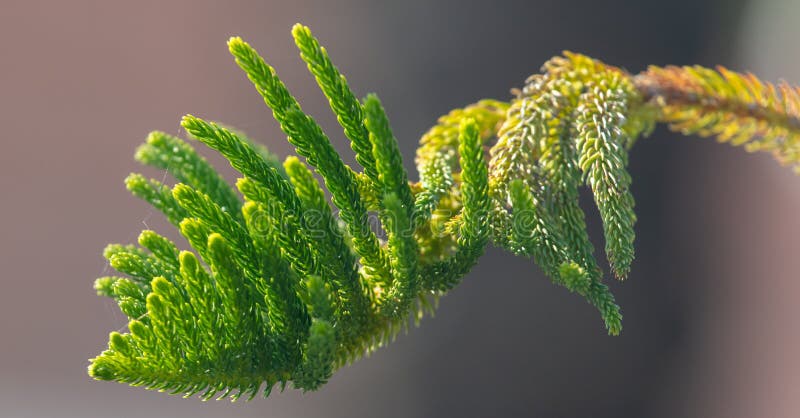 Ornamental Pine Tree in the Tropics. Stock Image - Image of pattern ...