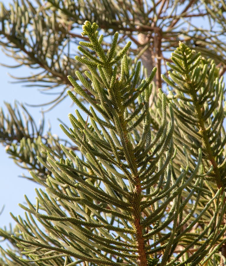 Ornamental Pine Tree in the Tropics. Stock Image - Image of pine ...