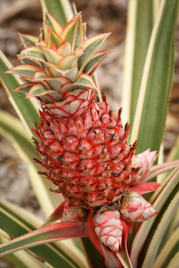 1,535 Ornamental Pineapple Photos - Free & Royalty-Free Stock Photos ...