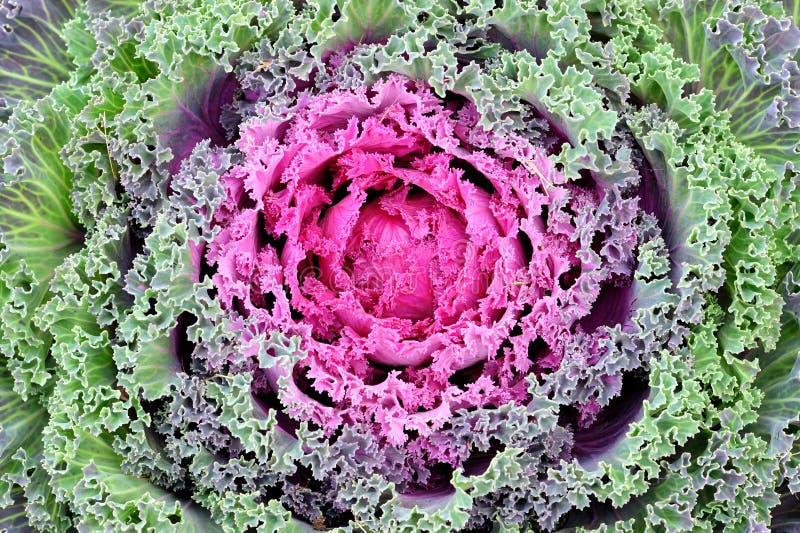 Ornamental pink cabbage stock image. Image of cabbage - 16635357