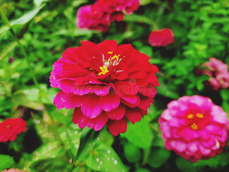 Ornamental Plan Red Rose Flowers Stock Image - Image of plant, petal ...