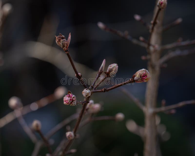 The First Spring Buds and Leaves on Branches. Stock Photo - Image of ...