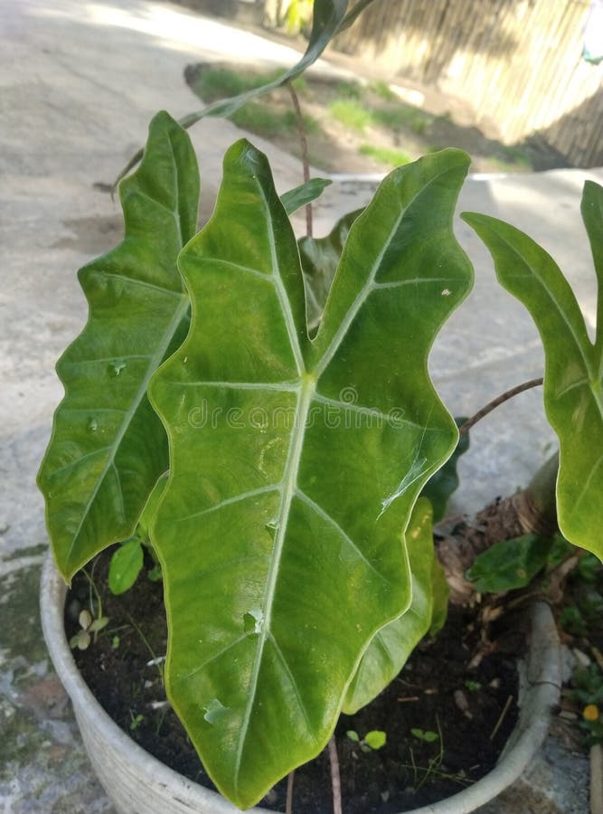 This is an Ornamental Plant, with Broad Leaves Resembling a Bush Stock Photo - Image of bush ...