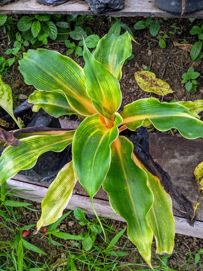 Ornamental Plant Bromeliad Green Orange Color Stock Image - Image of ...