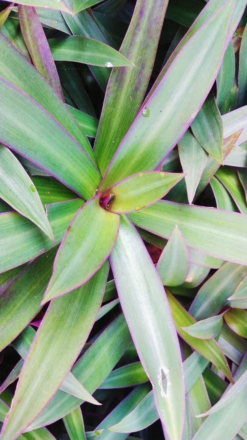 This Ornamental Plant is Called Pineapple Shell Stock Photo - Image of ...