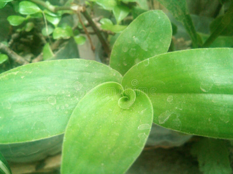 Ornamental plant stock image. Image of fleur, ornamental - 152632001