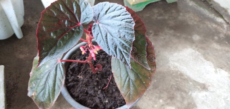 Ornamental Plant Flower Vine Acne Stock Photo - Image of plant, acne ...