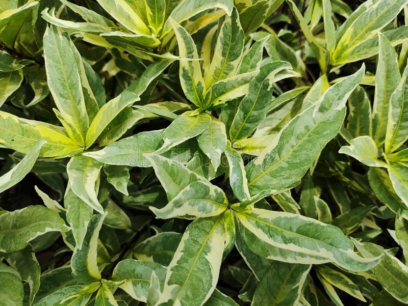 Ornamental Plant, Front of House, Light Green Color Stock Photo - Image ...