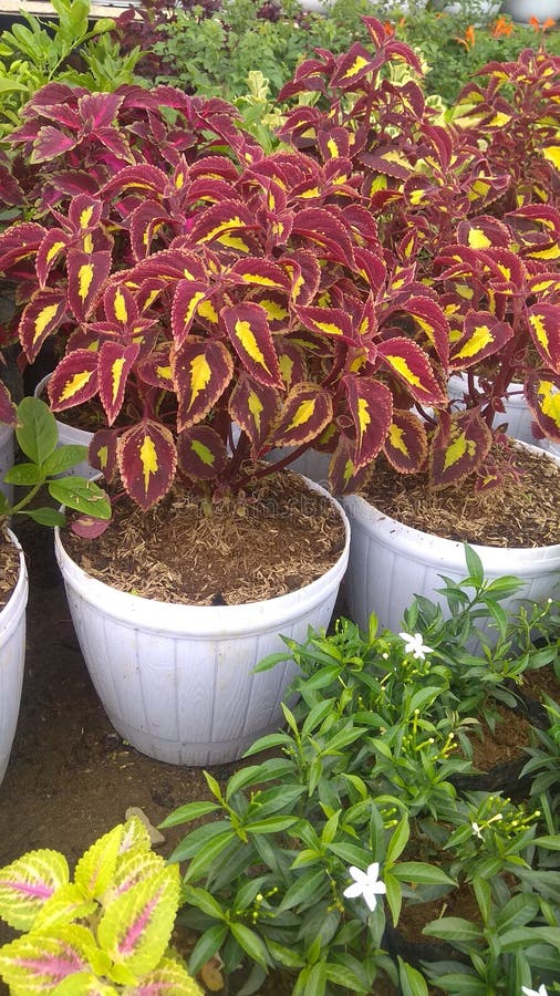 Ornamental plant grouping stock image. Image of herb - 224765769