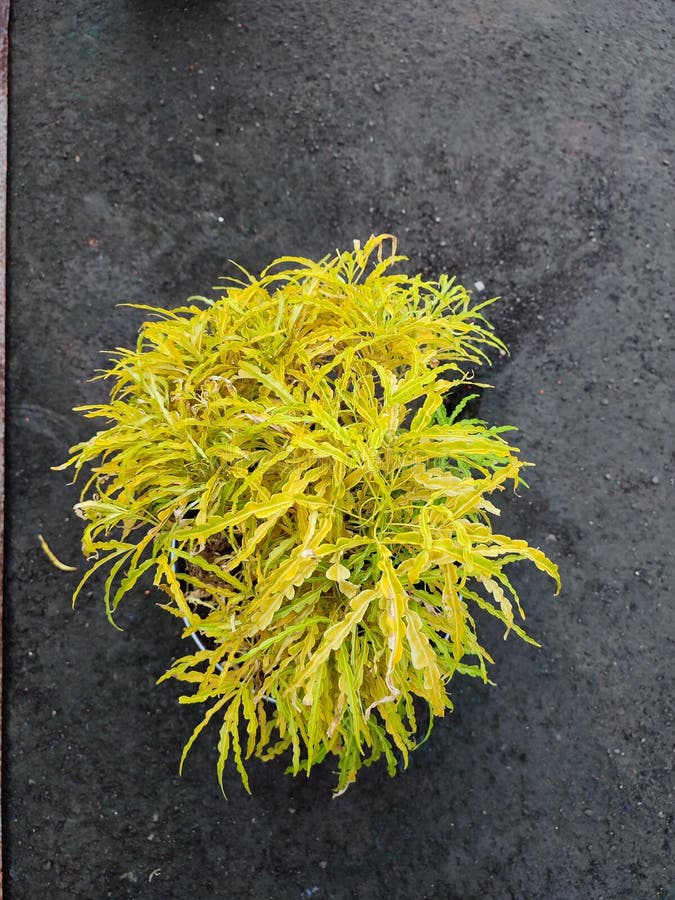 Ornamental Plant Has Beautiful Yellow Leaves Shape Stock Image - Image ...