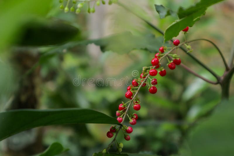 An Ornamental Plant that Has Small Red Fruit, Grows in Gardens or ...