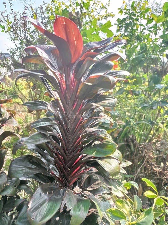 Ornamental Plant with High Leaf Arrangement Stock Photo - Image of high ...