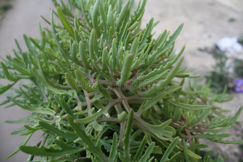 An Ornamental Plant that I Met Somewhere in West Java Stock Image ...