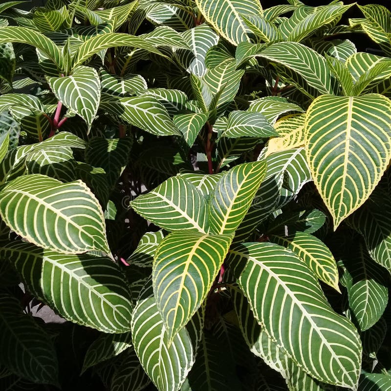 Ornamental plant leaves stock image. Image of flower - 271729201