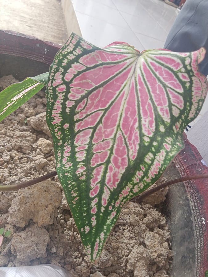 Ornamental Plant Leaves with Mixed Pink and Green Colors and Beautiful ...