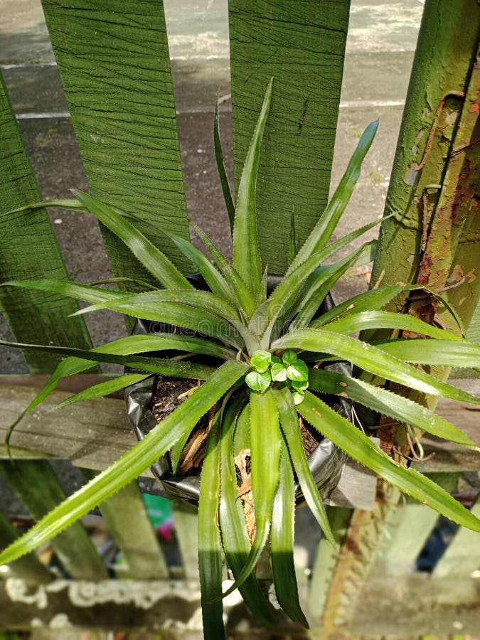 Ornamental Plant with Long Small Green Leaves Stock Image - Image of ...