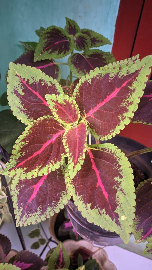 Ornamental Plant Miana stock image. Image of plant, gardener - 266446725