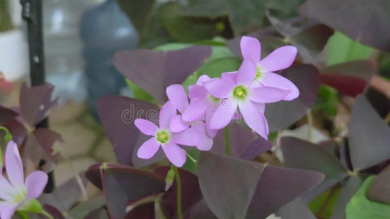 Ornamental Plant Oxalis Triangularis Flower with Dark Purple Foliage in ...