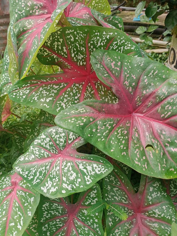 2,847 Taro Leaves Photos - Free & Royalty-Free Stock Photos from Dreamstime