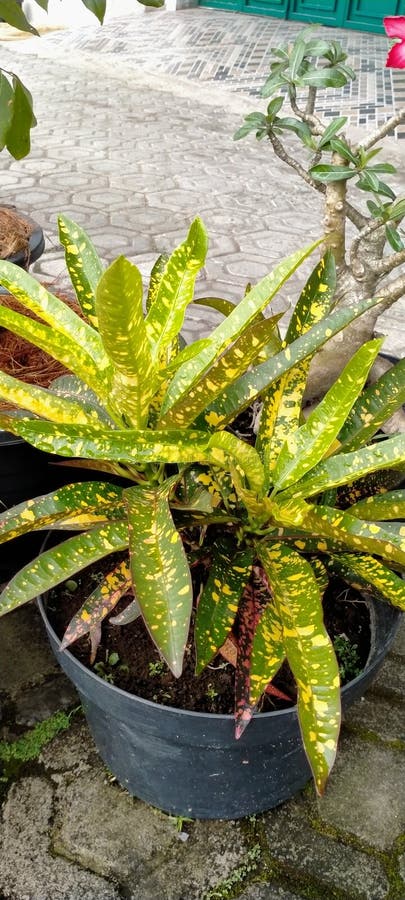 Ornamental Plant Puring in Front of the House Stock Photo - Image of ...