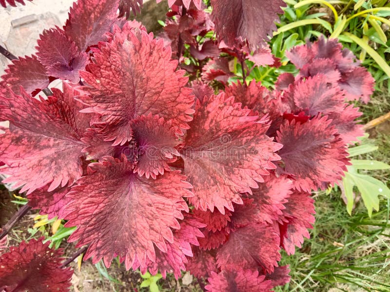 Ornamental Plant with Red Leaves Commonly Called Miana Stock Photo ...