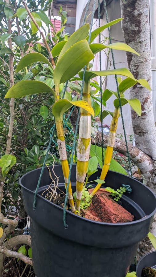 Ornamental Plant with Segmented Stems Stock Image - Image of yellow ...