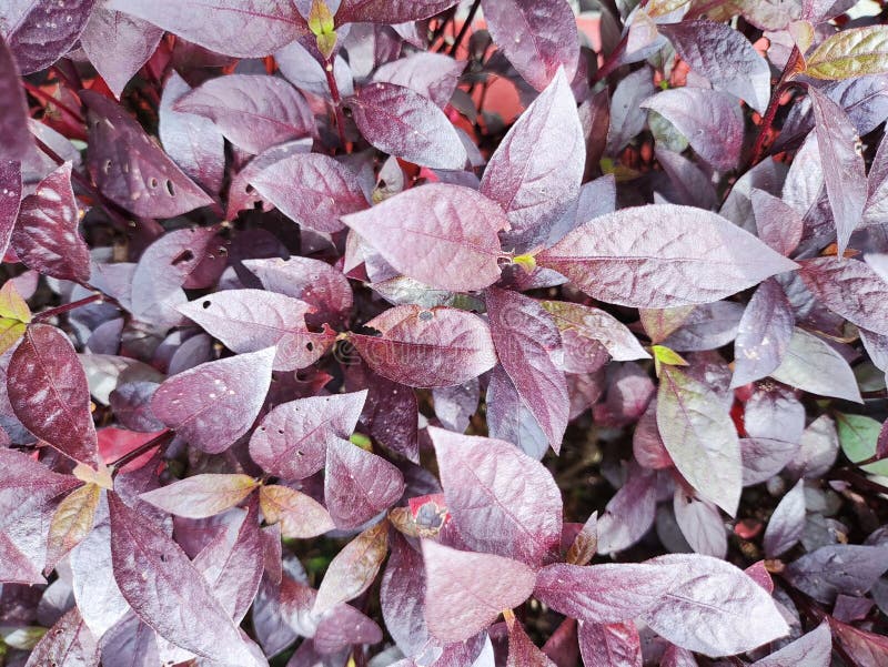Ornamental Spinach Leaves Have a Faint Red and Black Color, a Little ...