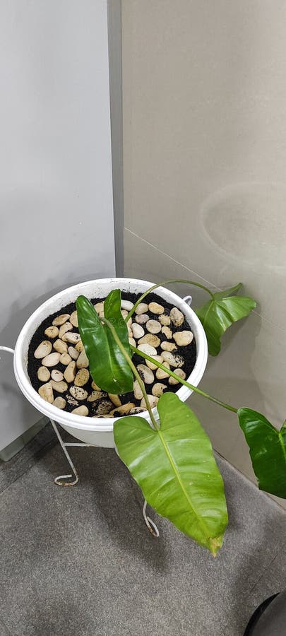 Ornamental Plant in a White Pot with a Marble Base Stock Photo - Image ...