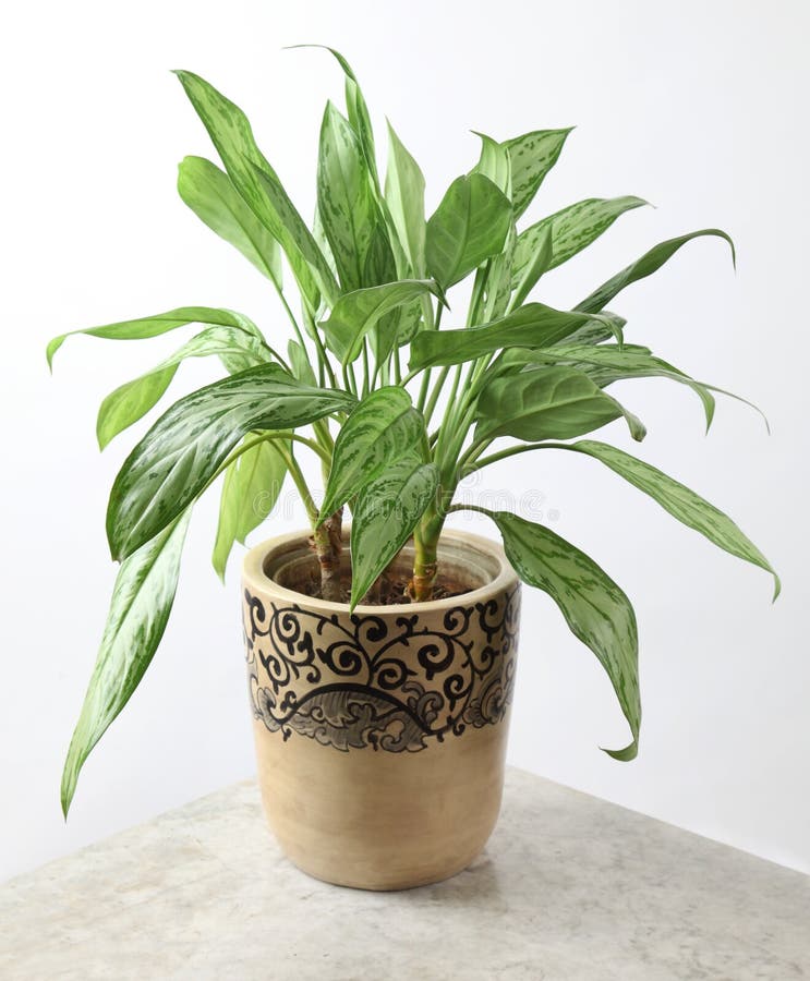 Ornamental Plants stock photo. Image of growth, house - 21209528