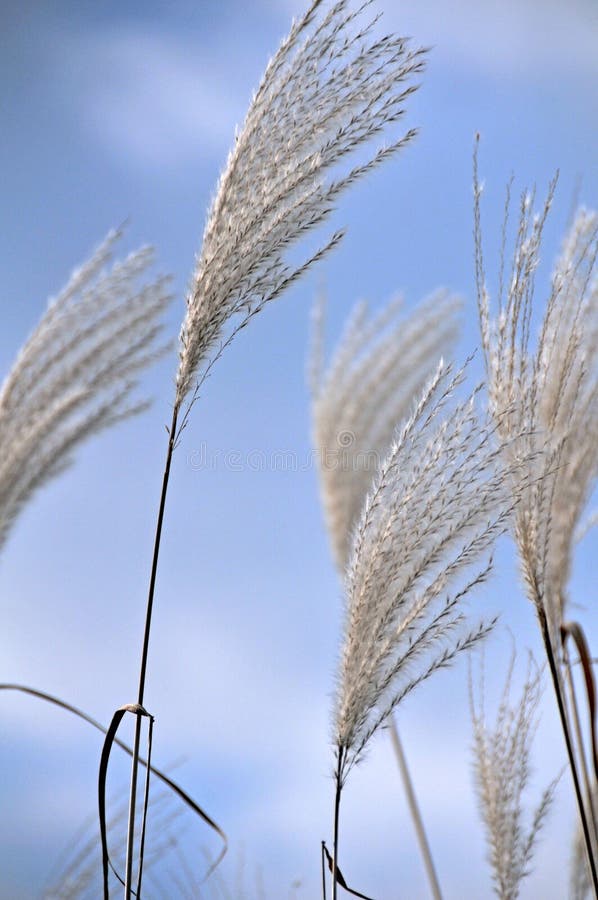 Ornamental Plants Seruni Jalar Beach Sun Flower, Wedelia Biflora ...