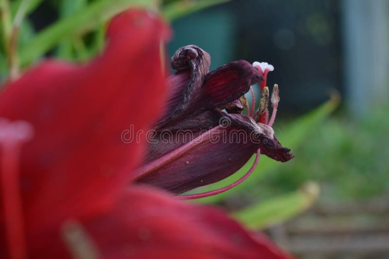 Ornamental Plants Amaryllis Flowers are Red, Have Various Types. Grows ... Ornamental Plants Amaryllis Flowers are Red, Have Various Types. Grows ...