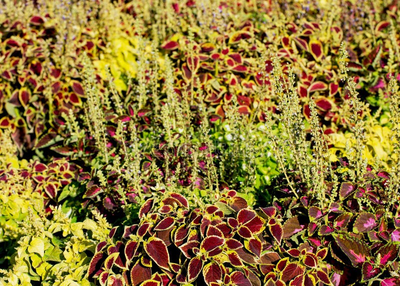 Ornamental plants stock photo. Image of growth, floral - 42328214