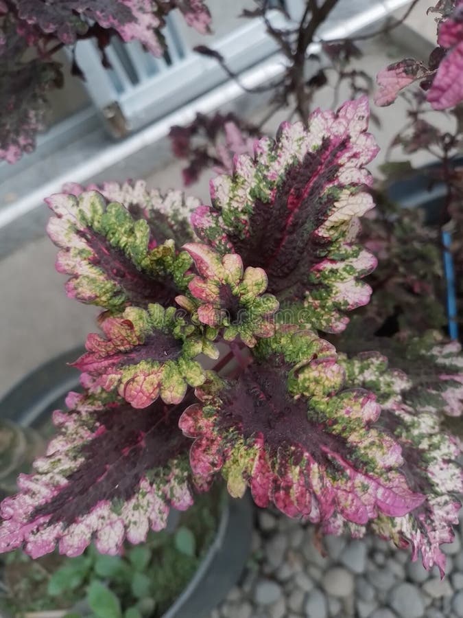 Ornamental Plants with Beatiful Color Combinations Stock Image - Image ...