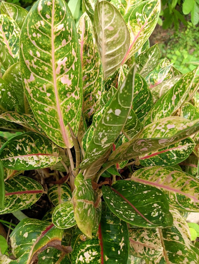 Ornamental Plants with Beautiful Leaf Patterns Stock Image - Image of ...