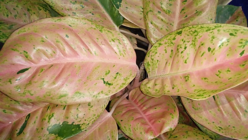 Ornamental Plants with Broad Leaves, the Top Side View Shows Pale White ...