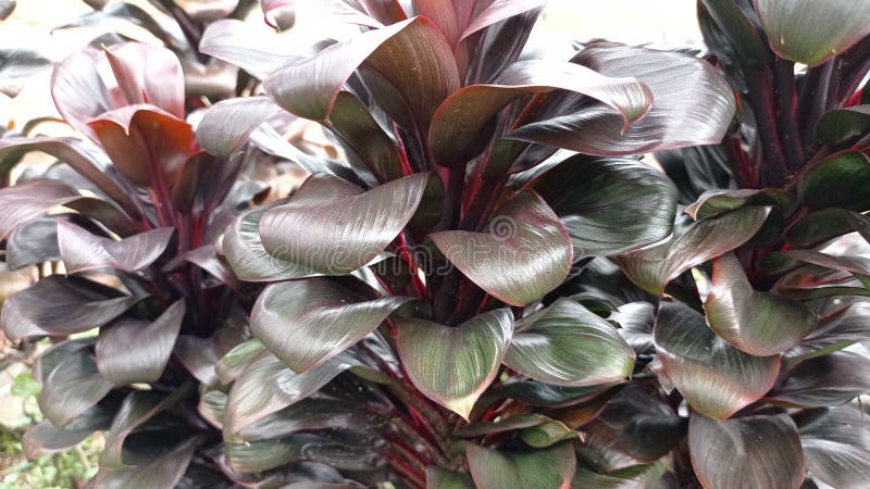 Ornamental Plants with a Dark Red Texture and Base Color Thrive Around ...