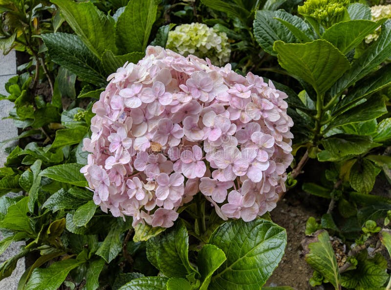 Ornamental Plants, Decorative Purposes in Gardens Stock Image - Image ...