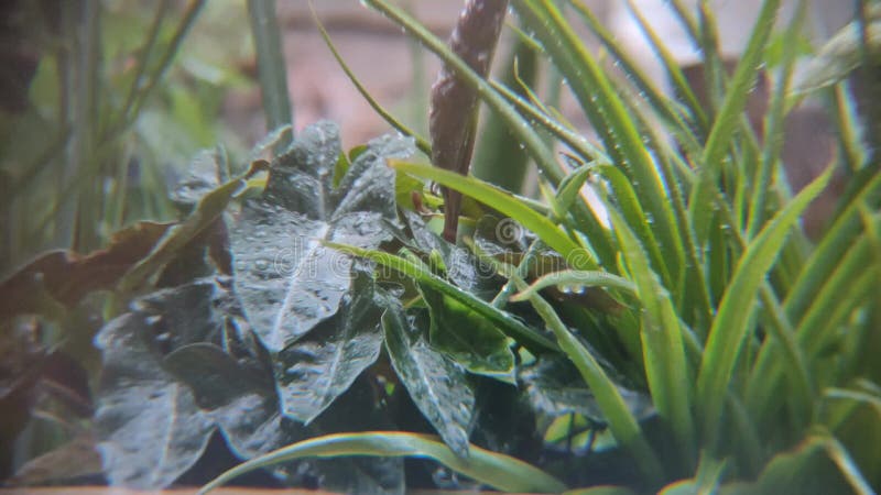 Ornamental Plants Exposed To Heavy Rain Stock Footage - Video of rain ...