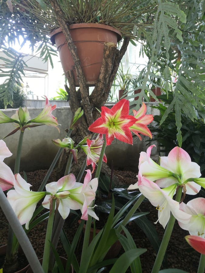 Ornamental Plants and Flowers in Friendship Tree Park Stock Photo ...