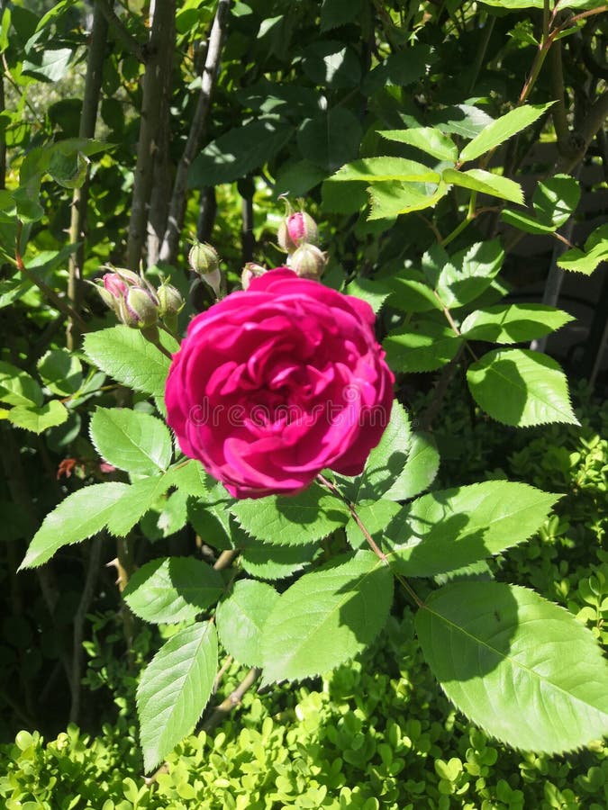 Ornamental Plants and Flowers in Friendship Tree Park Stock Image ...